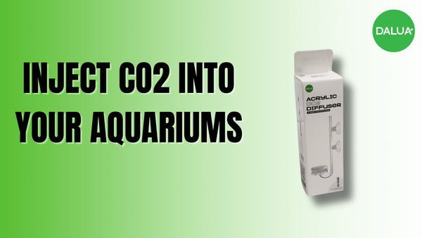 Acrylic Diffuser, Ceramic Replacements and The Quick Release – DALUA AU