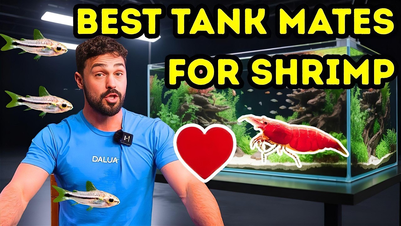 Top 5 Shrimp-Safe Fish for Thriving Community Aquariums – DALUA AU