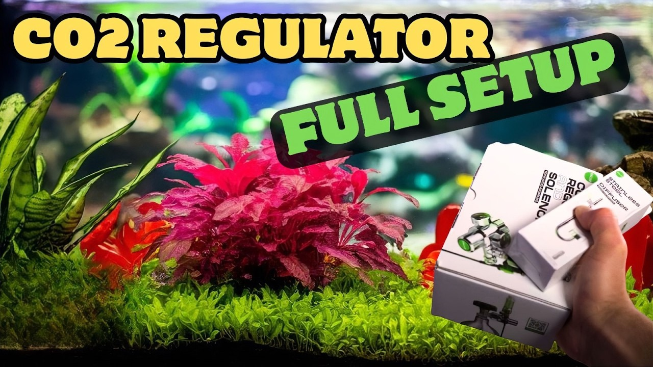 Master Aquarium CO2 Setup Easily – DALUA AU