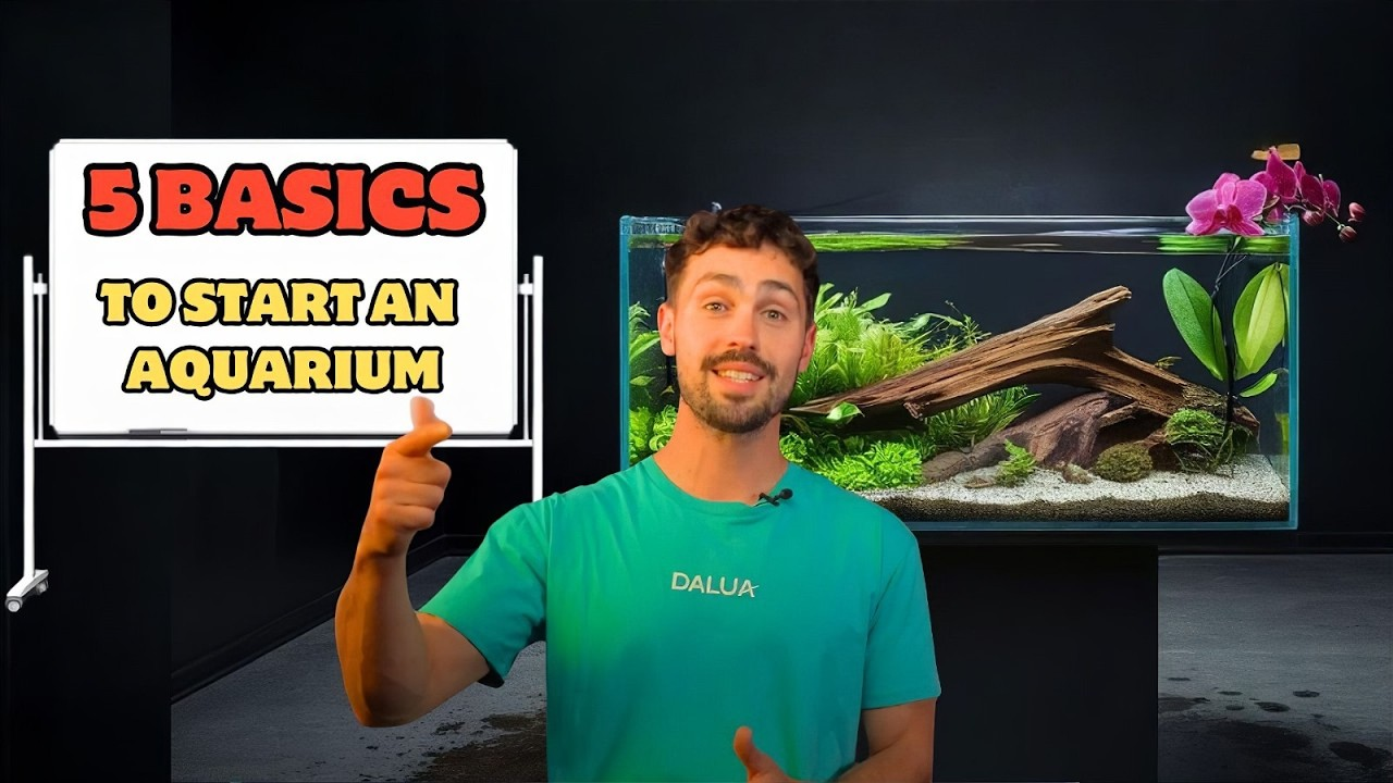 5 Essential Tips for a Planted Aquarium Setup – DALUA AU