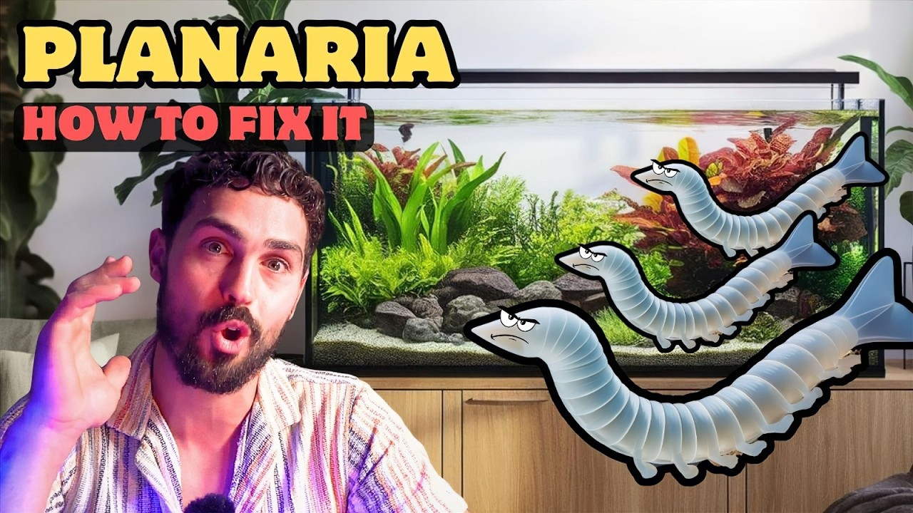 Get Rid of Planaria in Your Fish Tank for Good – DALUA AU