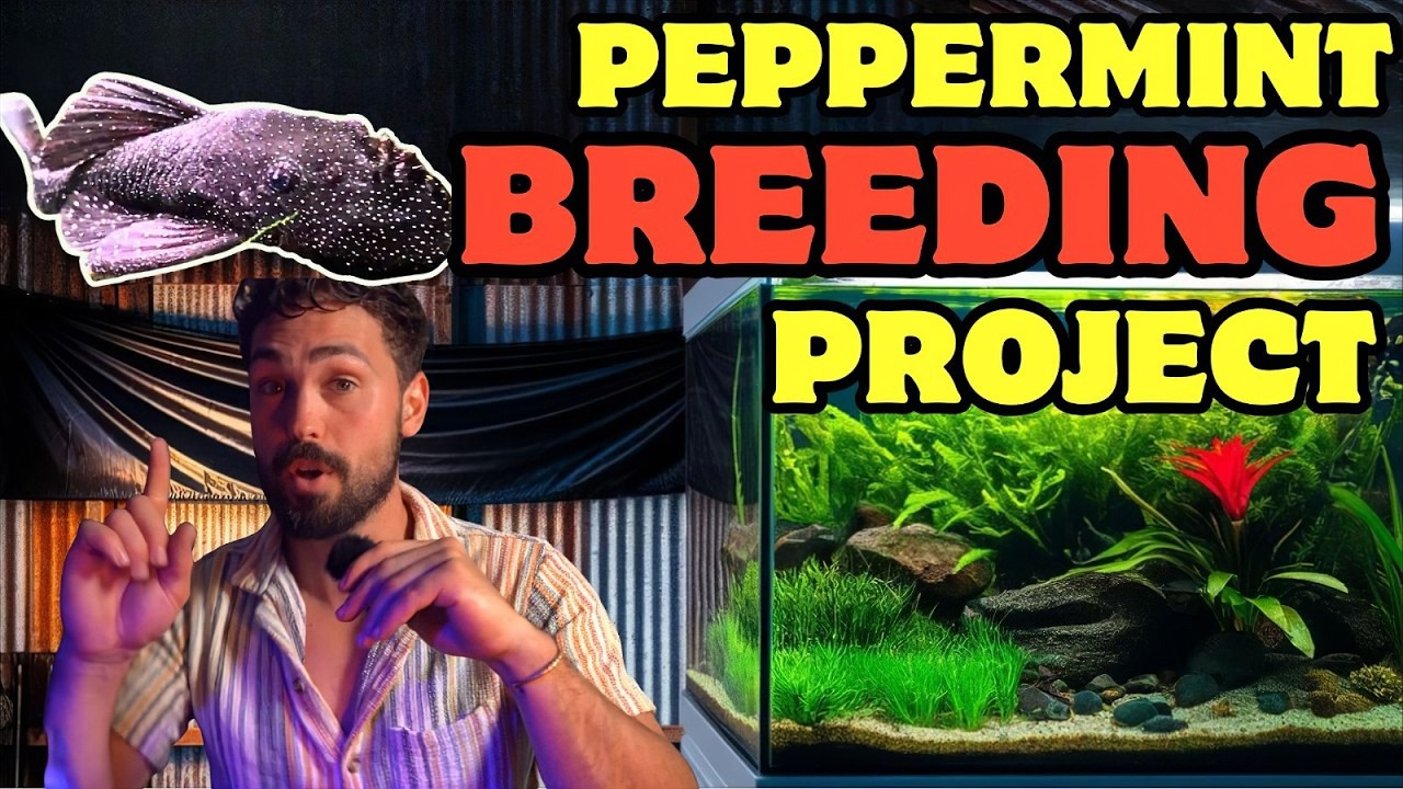 Breeding Peppermint Bristlenose Catfish in Aquascape Tank – DALUA AU