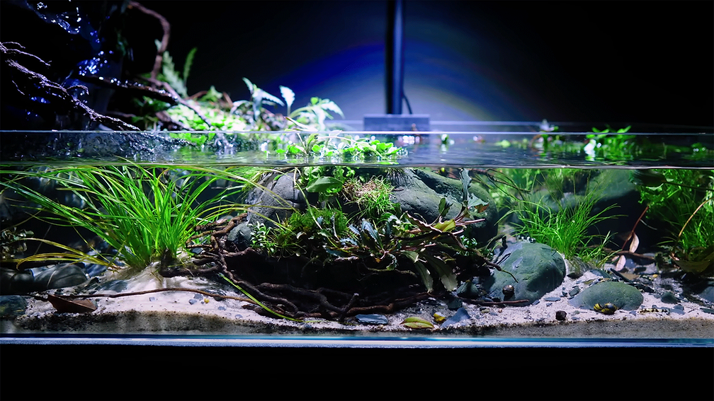 WIO - Aquagrow Insula Pad – DALUA AU