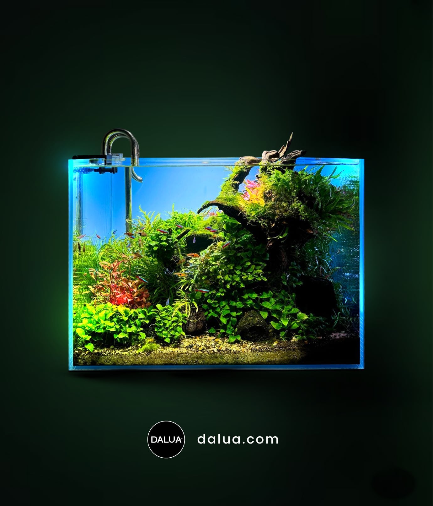 FRESHWATER – DALUA AU