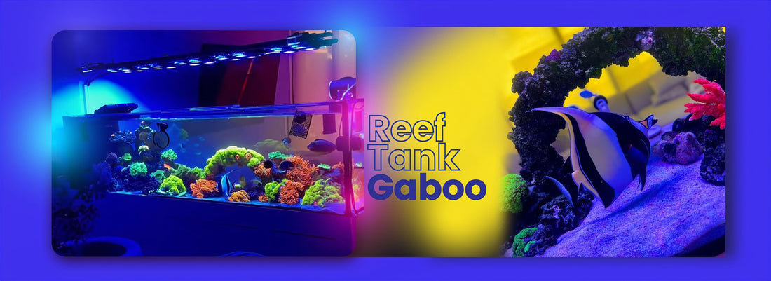 Reef Tank Gaboo Products Of Choice – DALUA AU