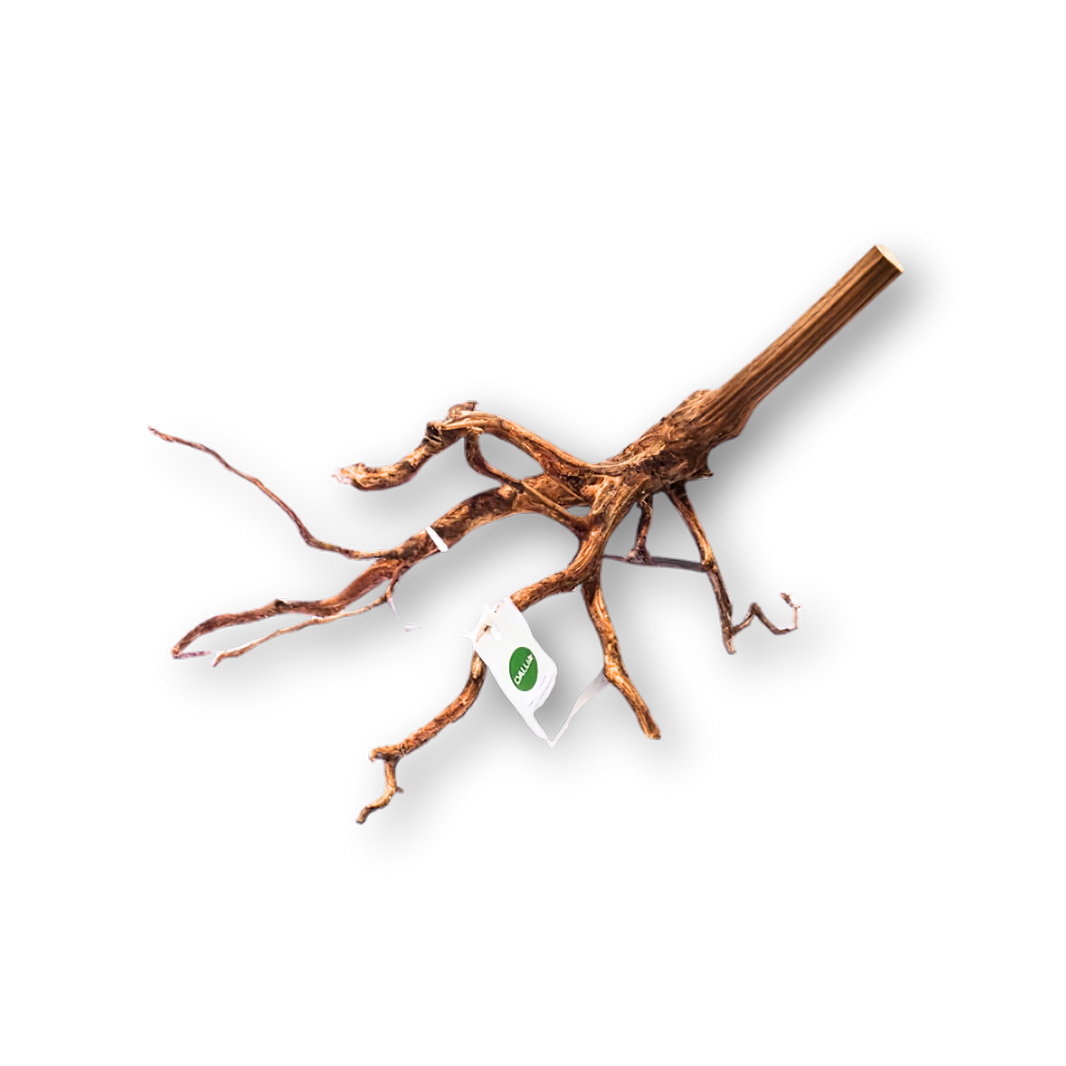 WOODS – DALUA AU
